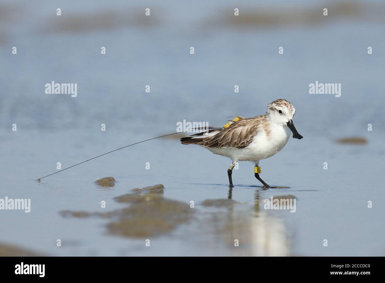 Eurynorhynchus pygmeus hi-res stock photography and images - Alamy
