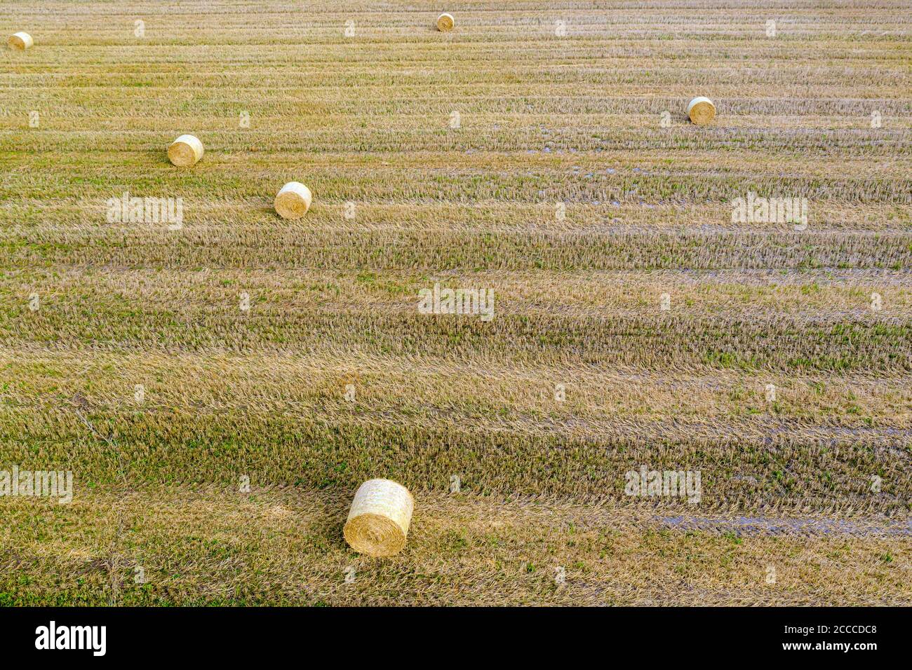 top view of hay bales, agriculture field after harvest with hay rolls ...