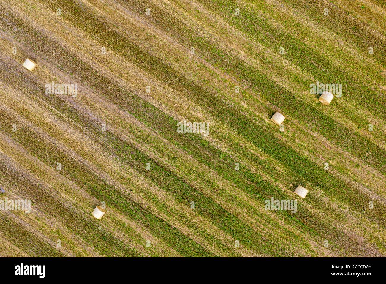top view of hay bales, agriculture field after harvest with hay rolls ...