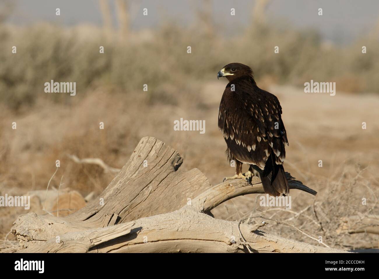 Kuwait fauna hi-res stock photography and images - Alamy