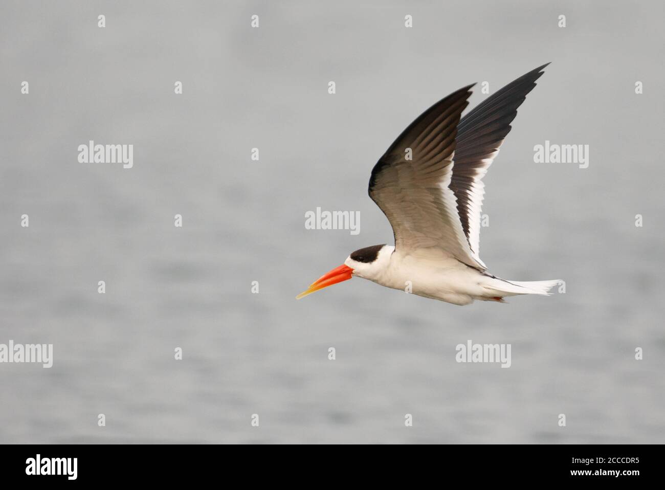 Adult Indian Skimmer (Rynchops albicollis) in the clean Chambal river ...