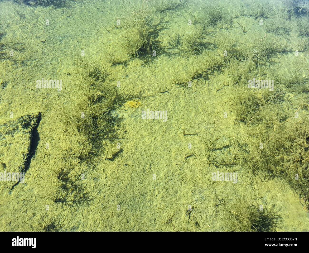 Underwater rivers plants hi-res stock photography and images - Alamy