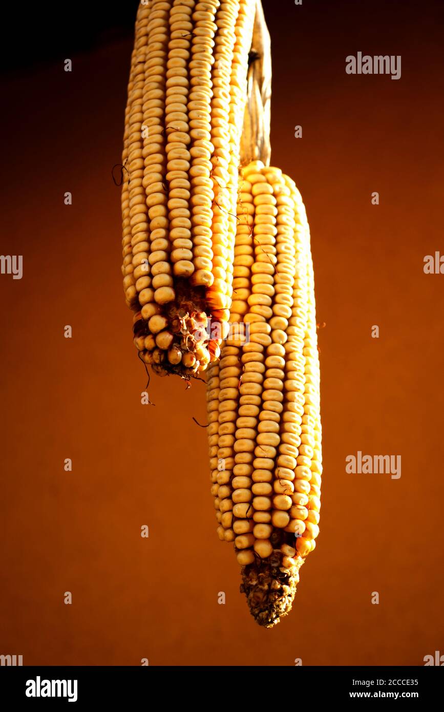Dried corn cobs - close up Stock Photo - Alamy