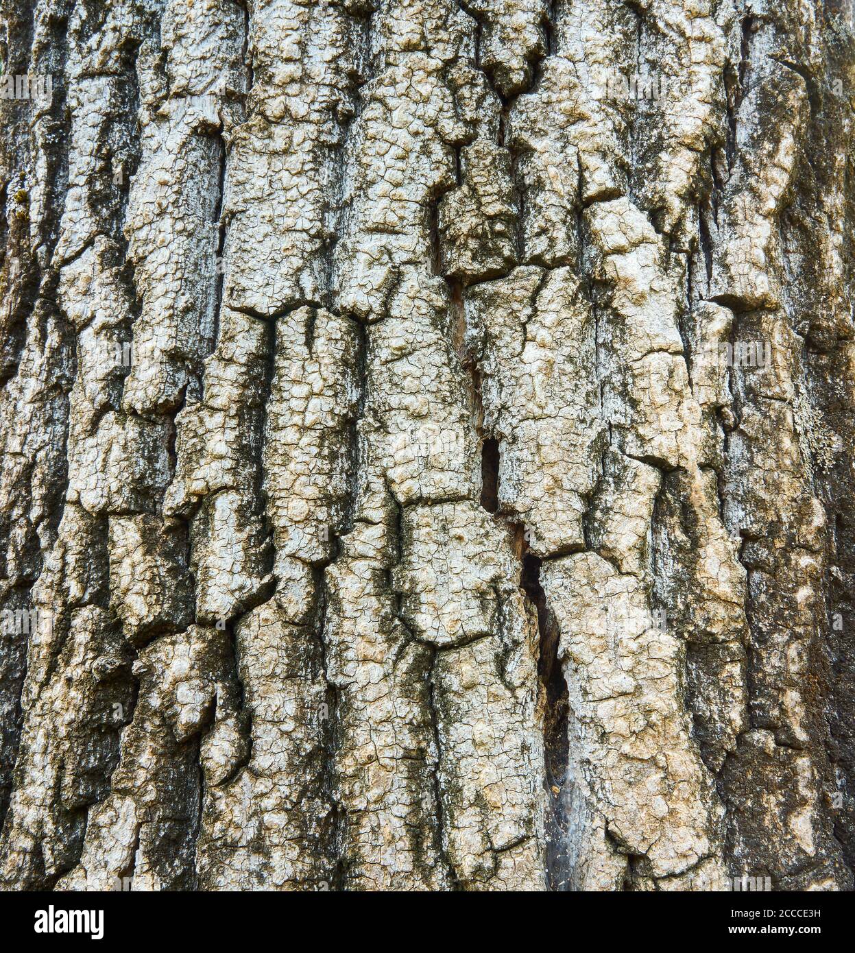 Closeup of tree bark under the sunlight at daytime - great for ...