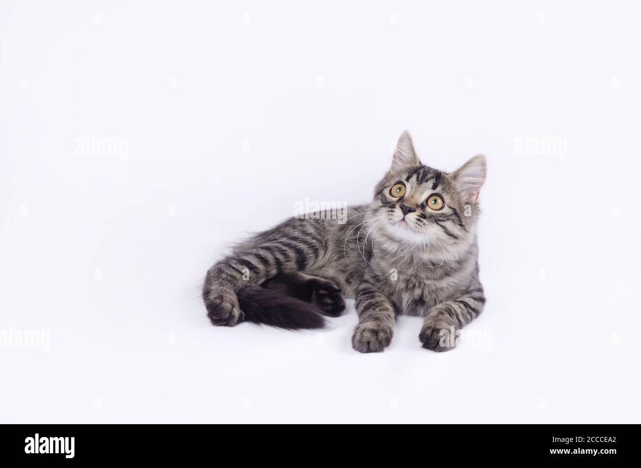 Cute striped kitten portrait isolated on white background Stock Photo ...