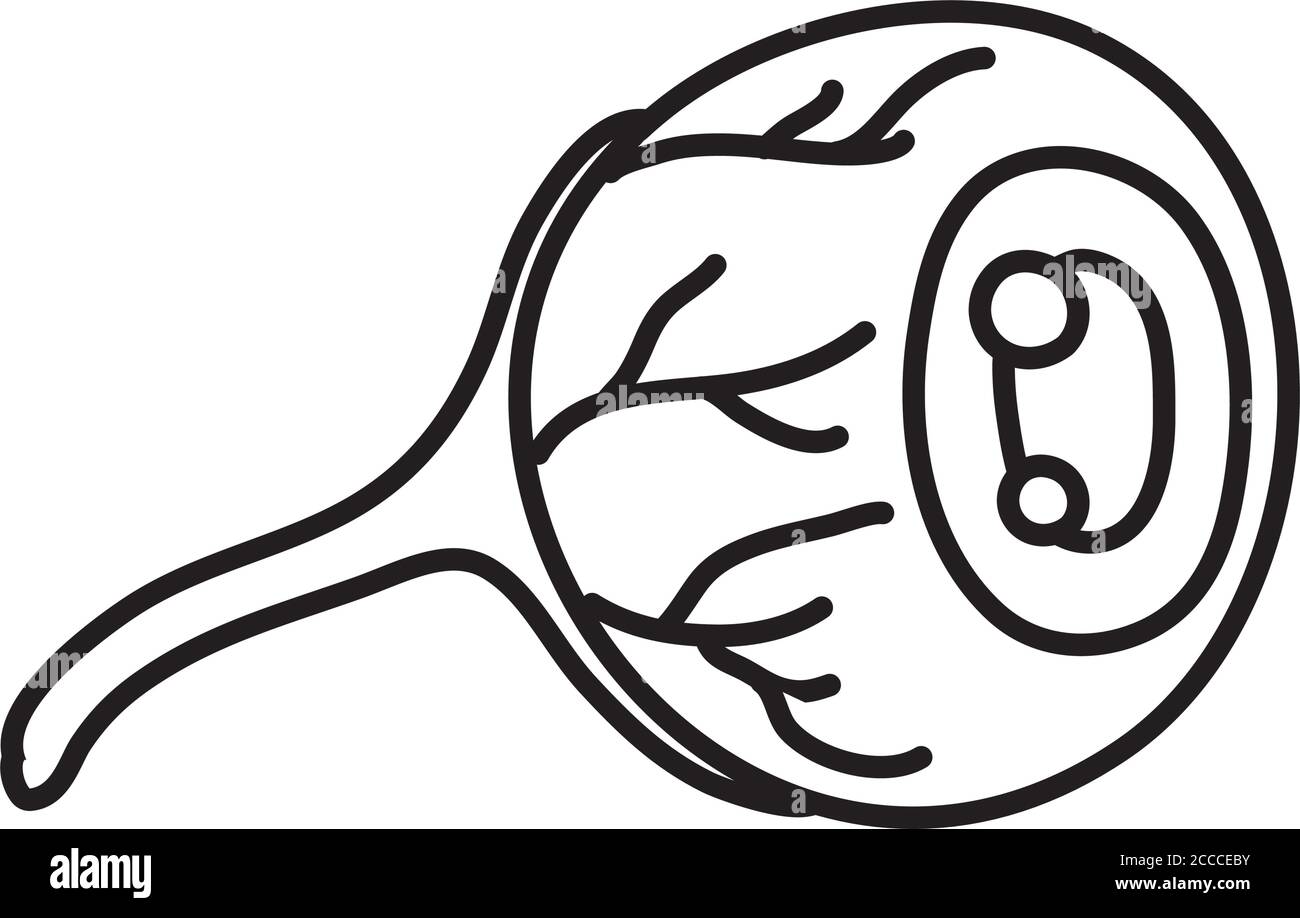 Eye veins illustration Black and White Stock Photos & Images - Alamy