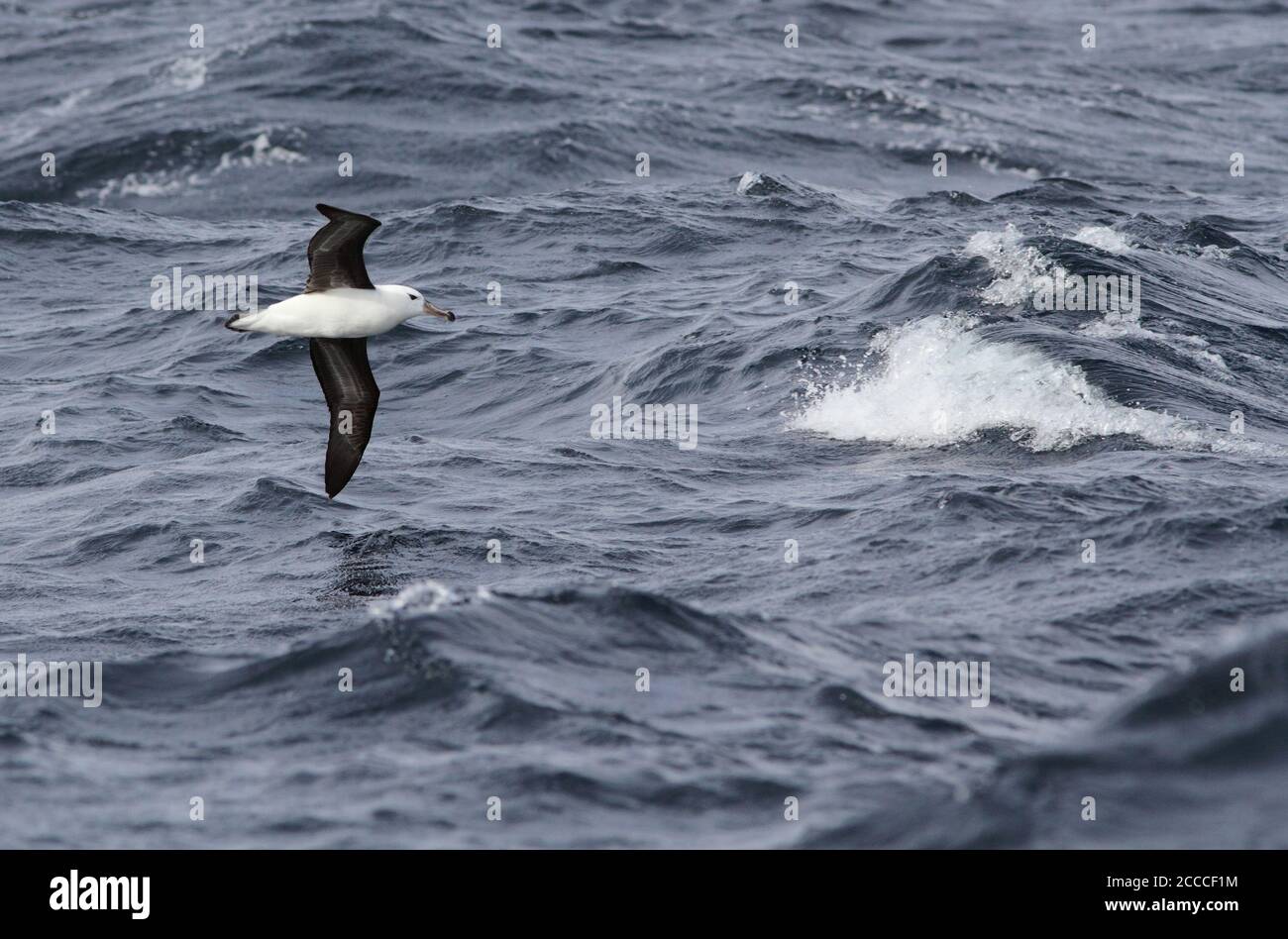 Immature Black-browed Albatross (Thalassarche melanophris) flying over ...