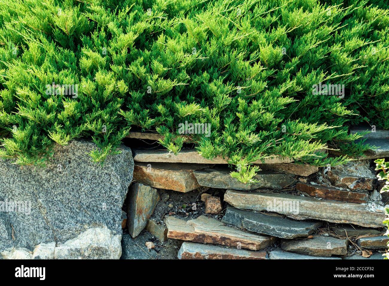 Composition of stones on the background of a sprawling tree with ...