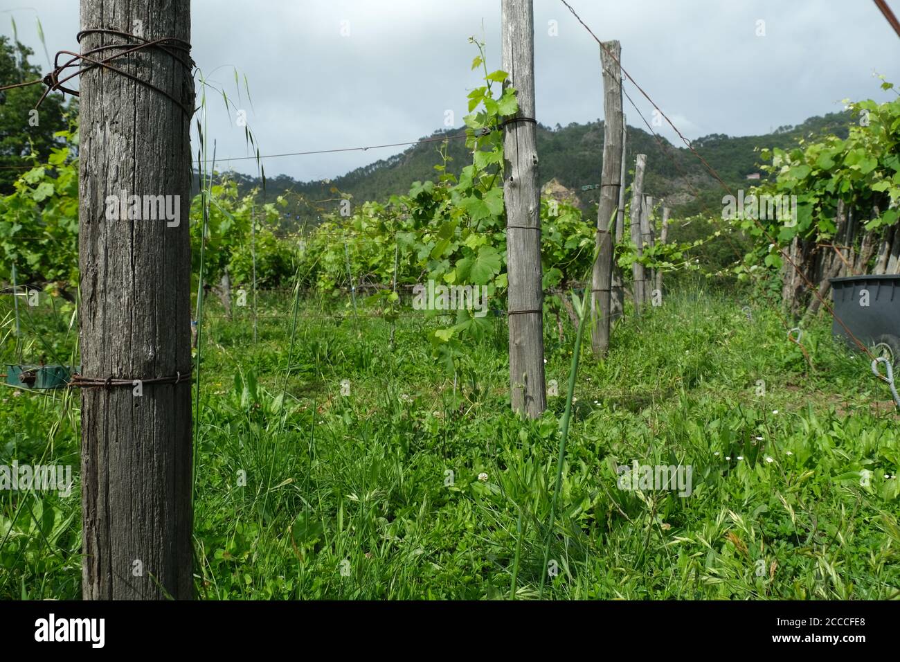 Vines planting leaves hi-res stock photography and images - Alamy
