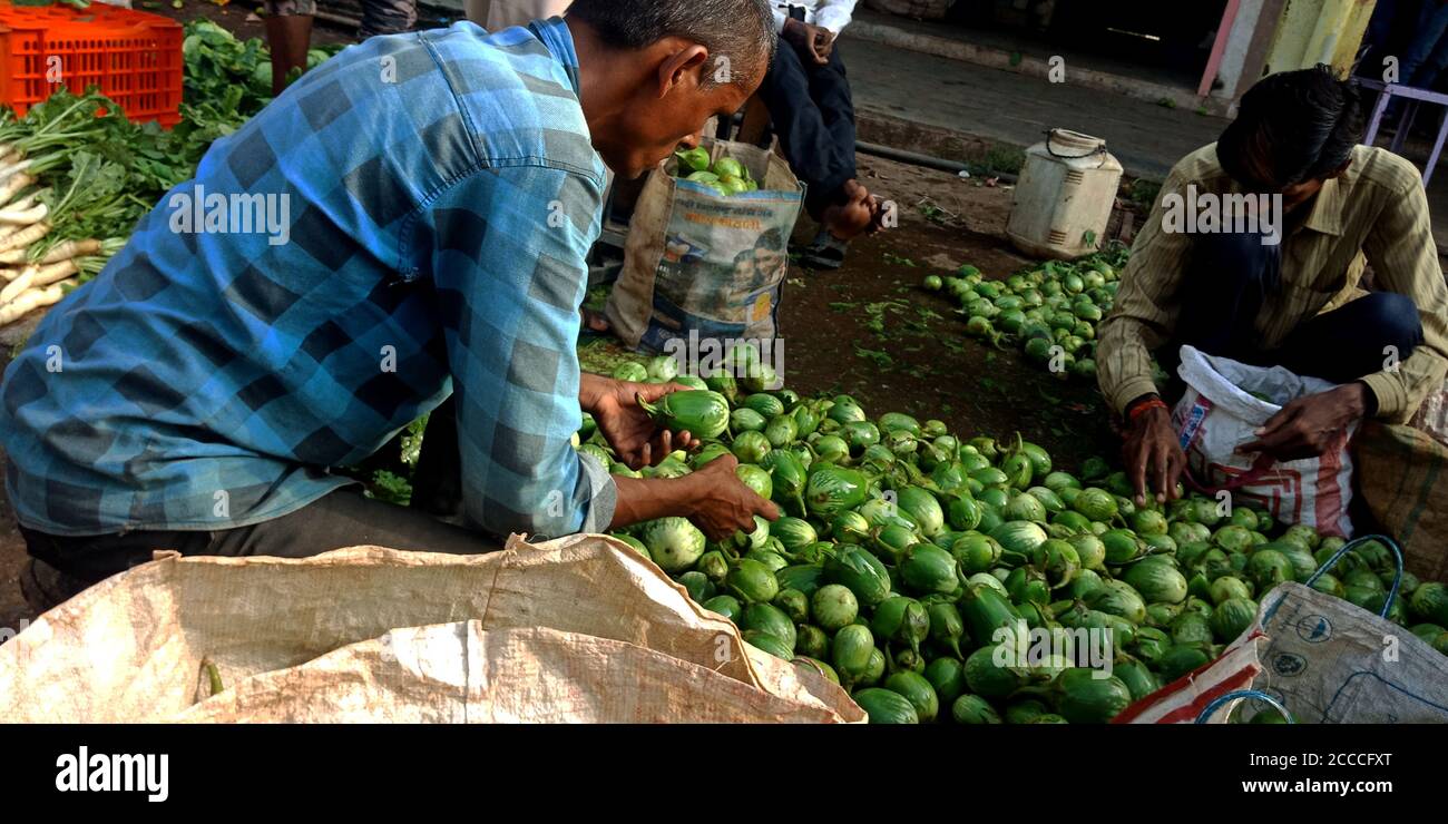 Indian farmer picking fruit hi-res stock photography and images - Alamy