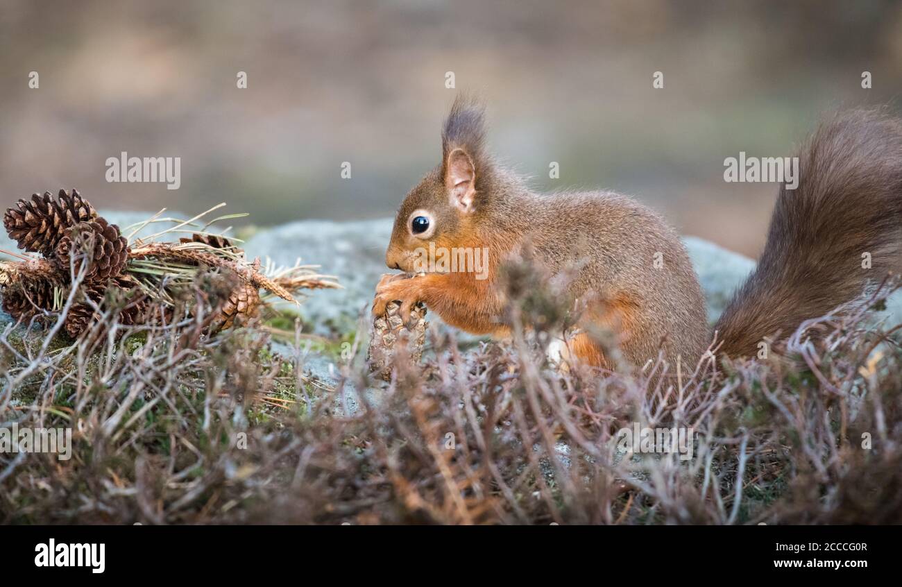 Red squirrel wild hi-res stock photography and images - Alamy
