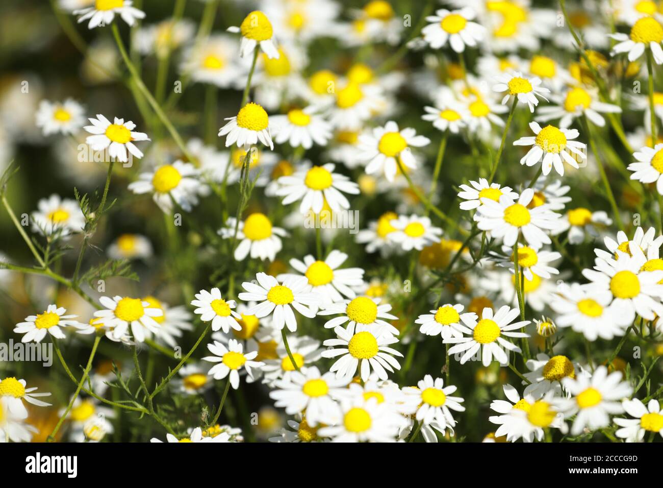 large field of daisies. Flowers background in the spring Stock Photo ...