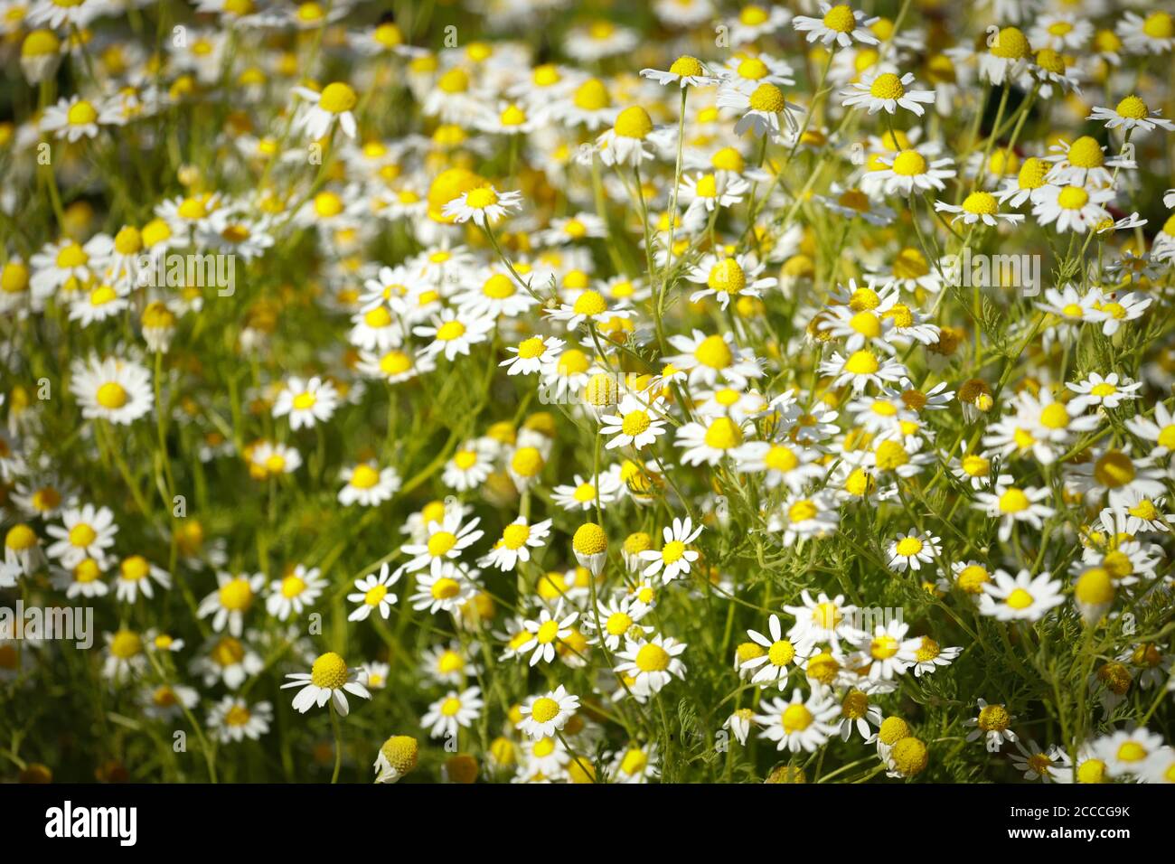 large field of daisies. Flowers background in the spring Stock Photo ...