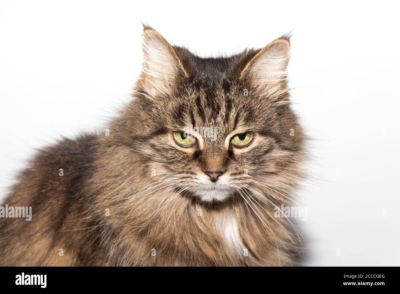 Angry siberian cat on white background Stock Photo - Alamy