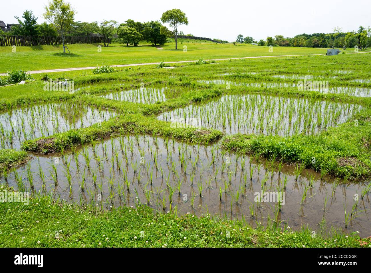 Saga, Japan - Paddy field at Yoshinogari Historical Park in Yoshinogari ...