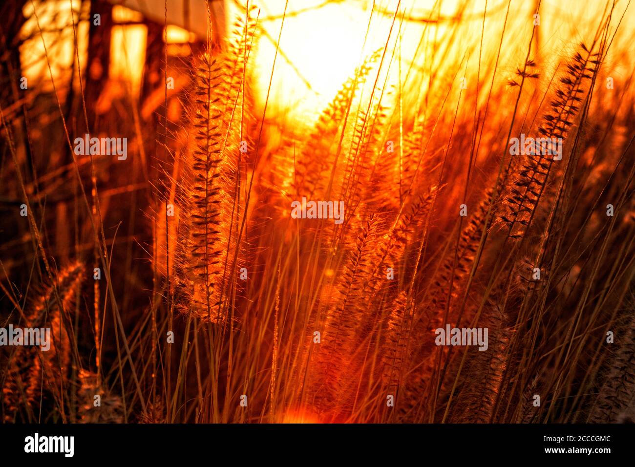 Golden warm background hi-res stock photography and images - Alamy