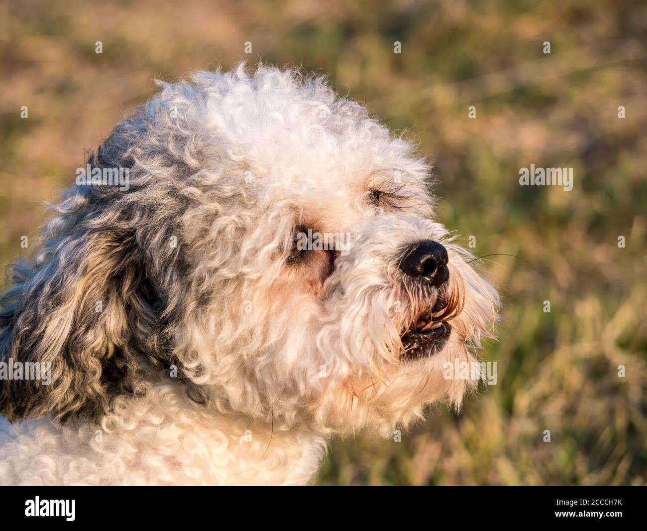 Cute small Bichon puppy at golden hour Stock Photo - Alamy