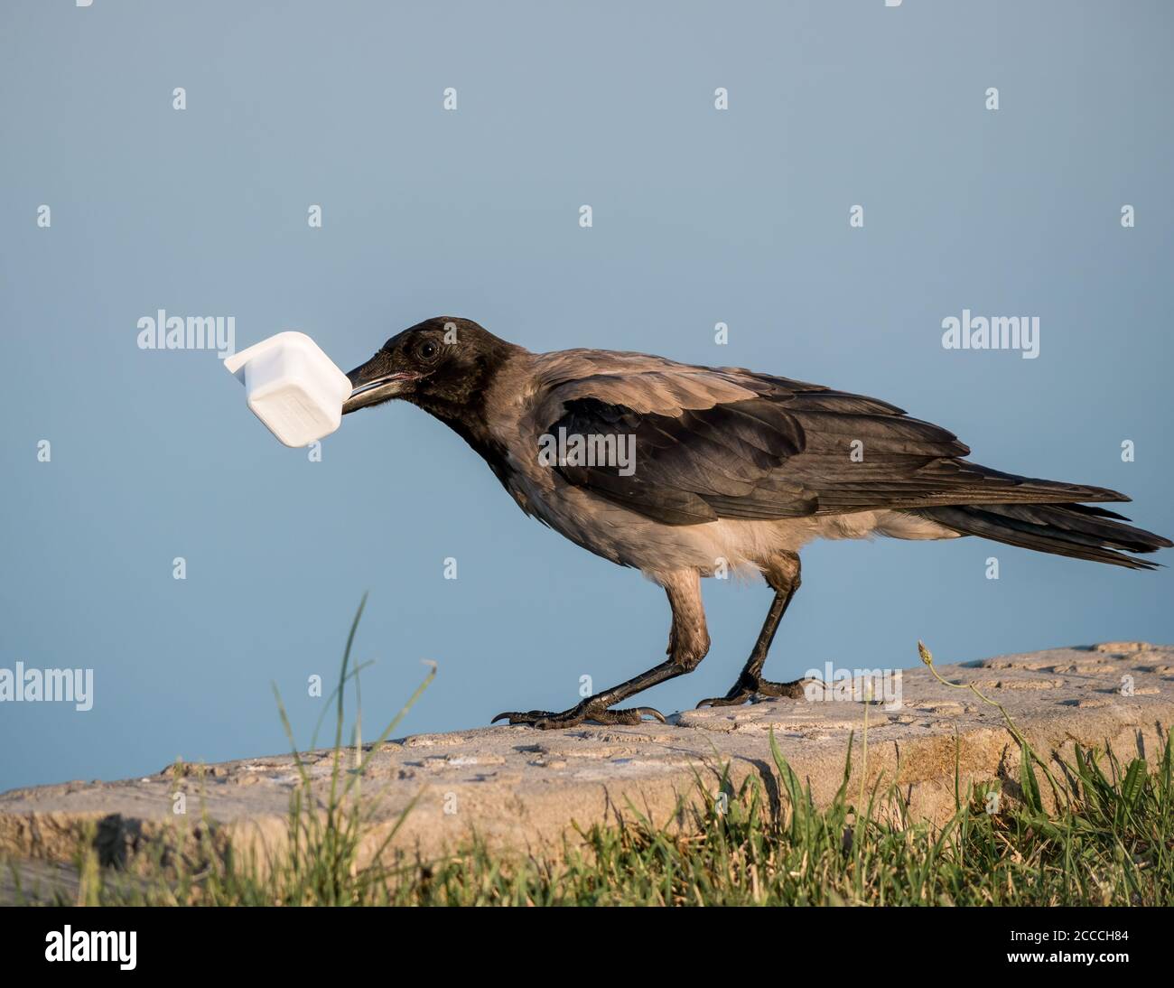 Crow eating garbage hi-res stock photography and images - Alamy