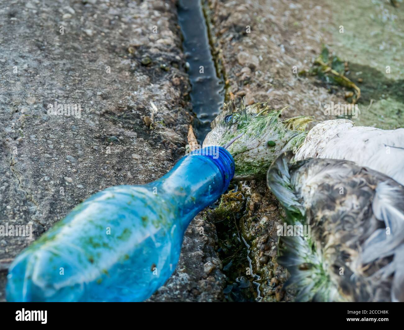 A dead seagull or bird at the edge of water with the beak in a plastic ...