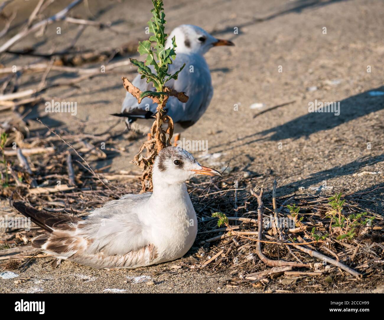 Tired young gull sitting down and resting Stock Photo - Alamy