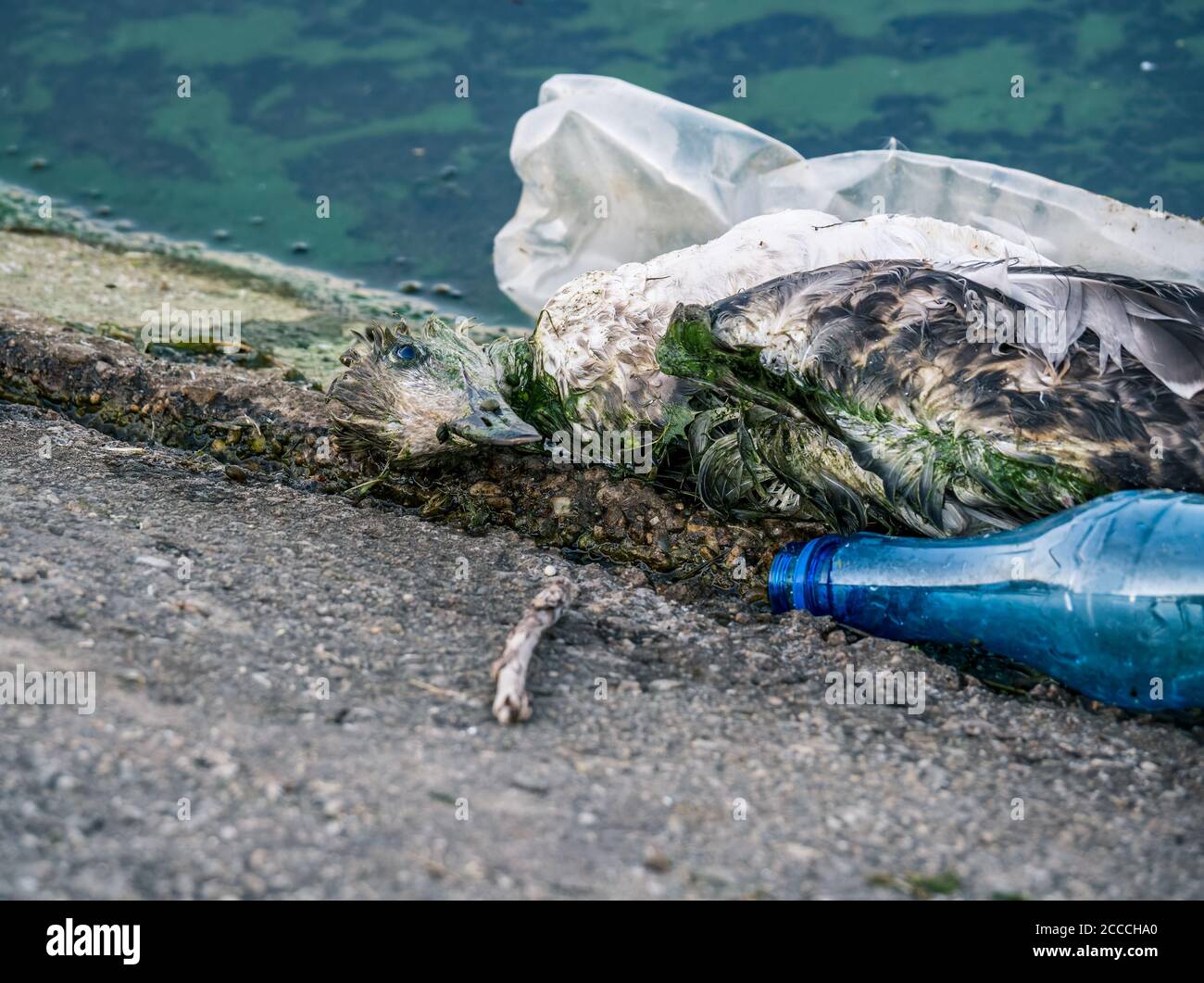 A dead seagull or bird at the edge of the water next to plastic bottles ...