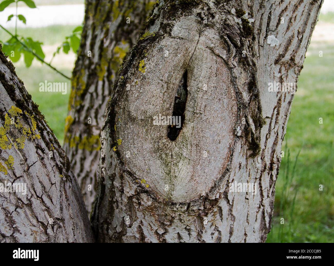 Wood with knotholes hi-res stock photography and images - Alamy