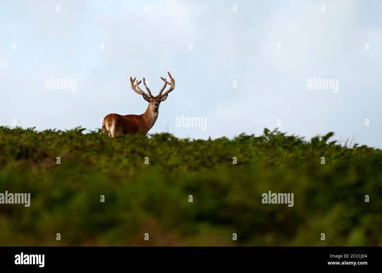 Big Red deer stag with huge antlers in velvet Stock Photo - Alamy