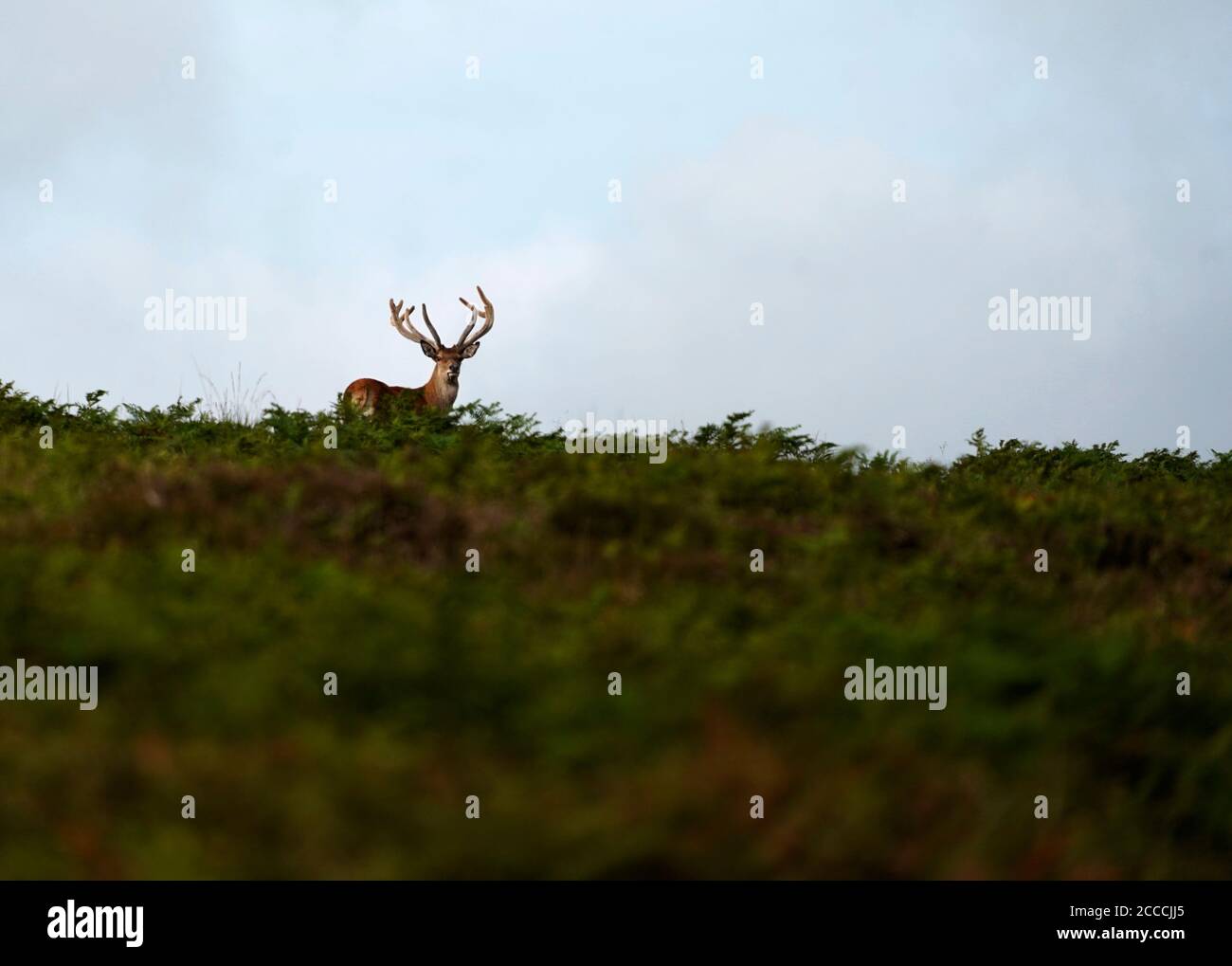 Big Red deer stag with huge antlers in velvet Stock Photo - Alamy