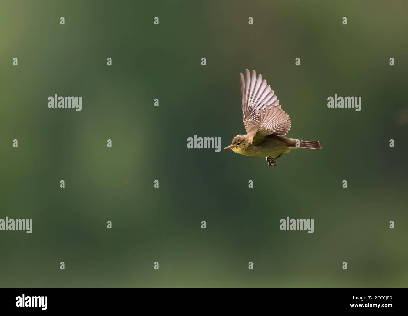 Adult Icterine Warbler (Hippolais icterina) in flight. Side view of ...