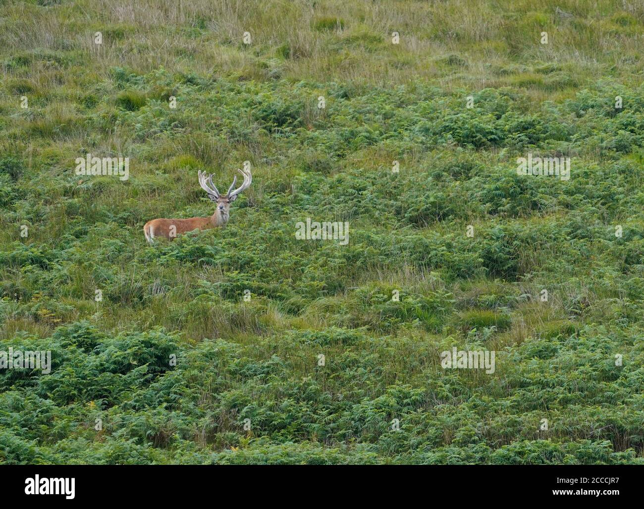 Big Red deer stag with huge antlers in velvet Stock Photo - Alamy