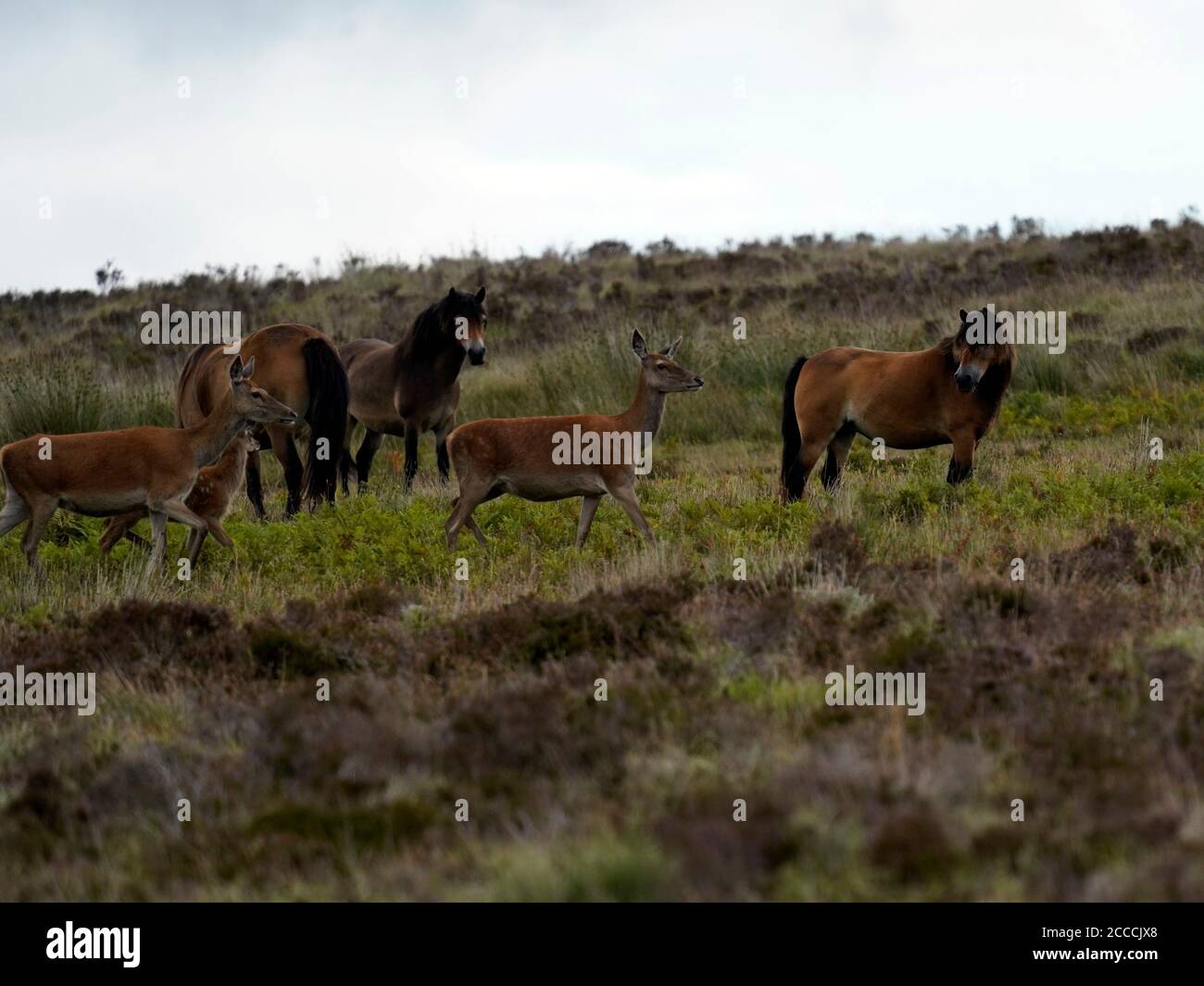Riding ponies exmoor hi-res stock photography and images - Alamy