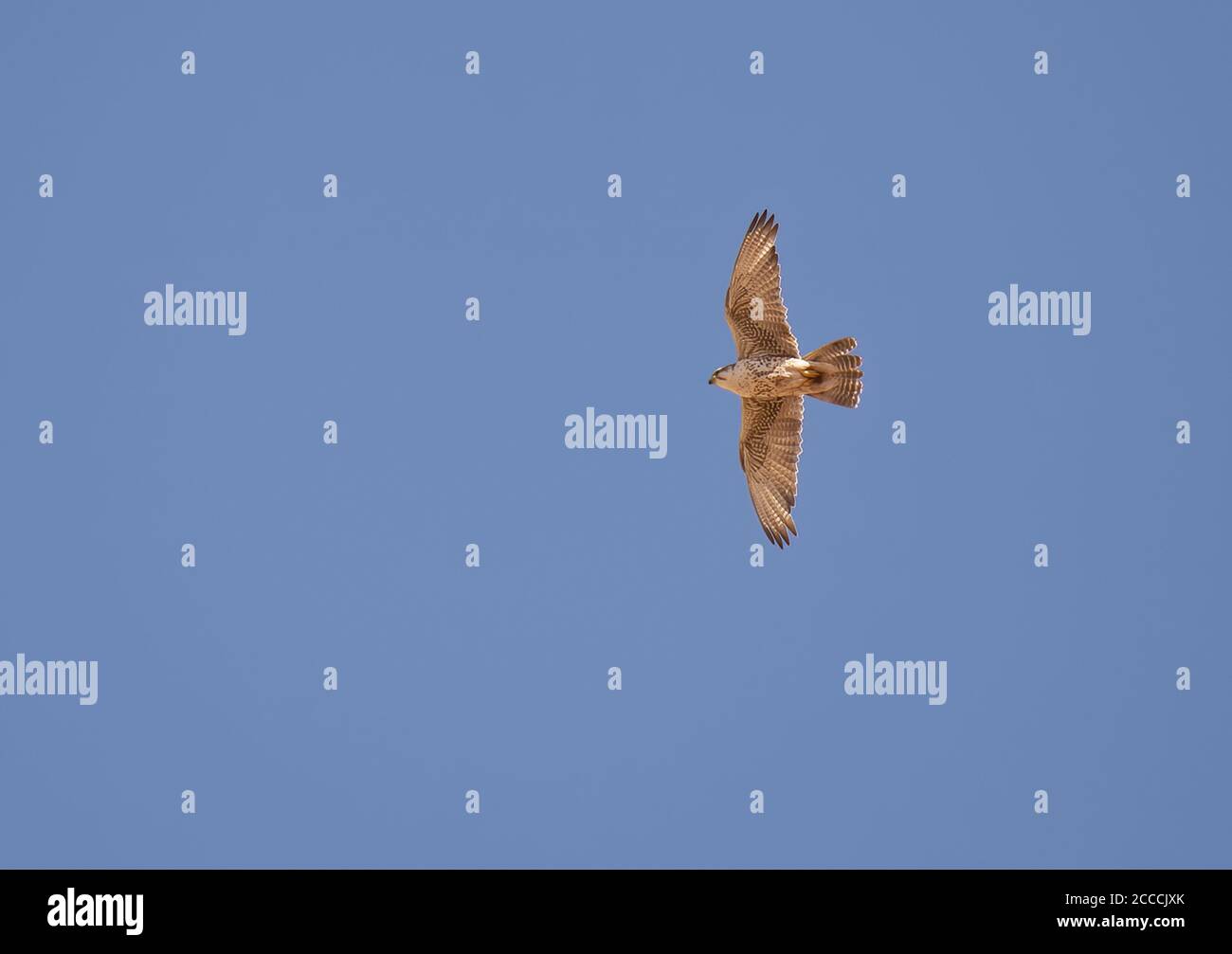 Saker Falcon (Falco cherrug milvipes). An adult bird flying against ...