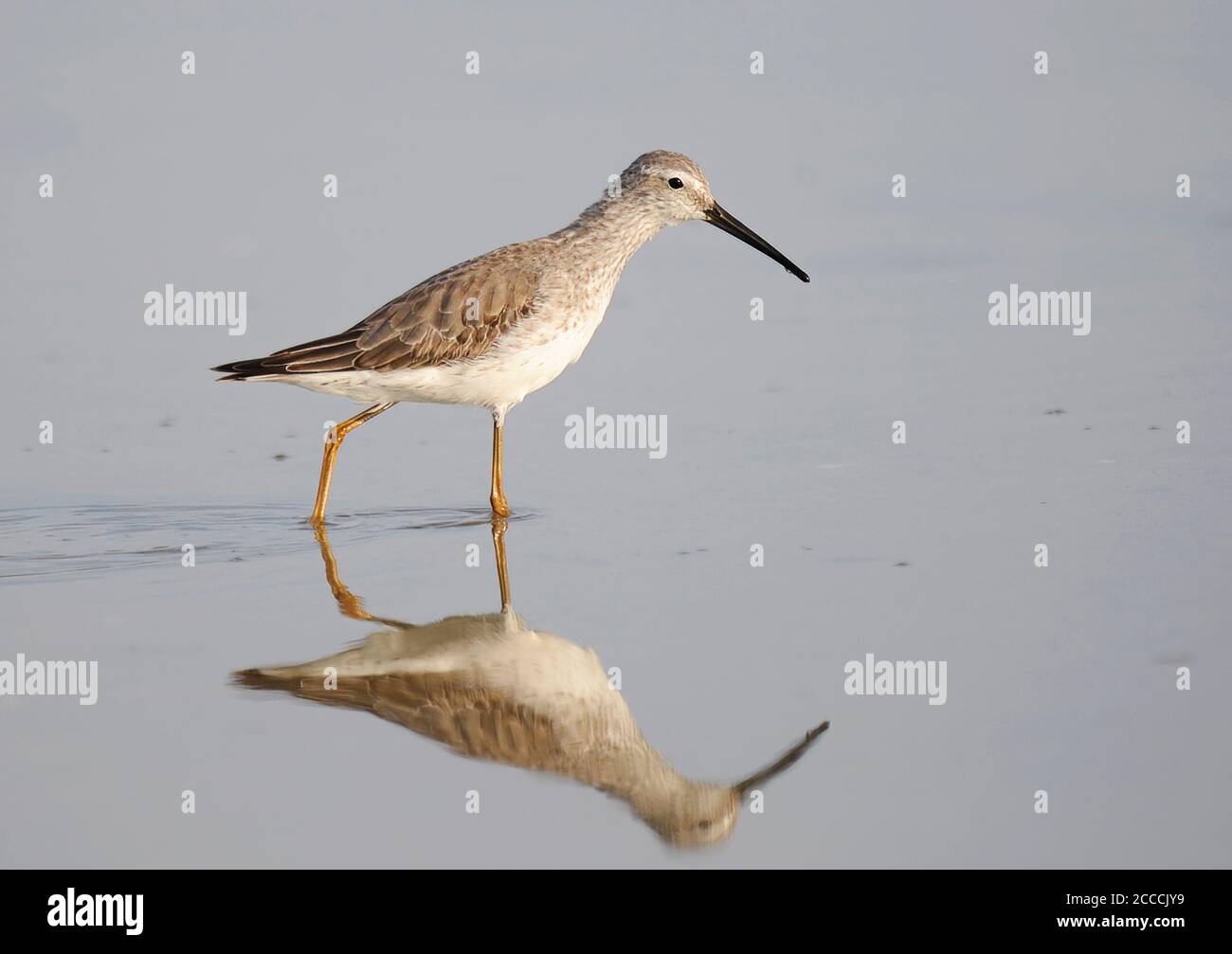 Non-breeding adult Stilt Sandpiper (Calidris himantopus) wading in ...