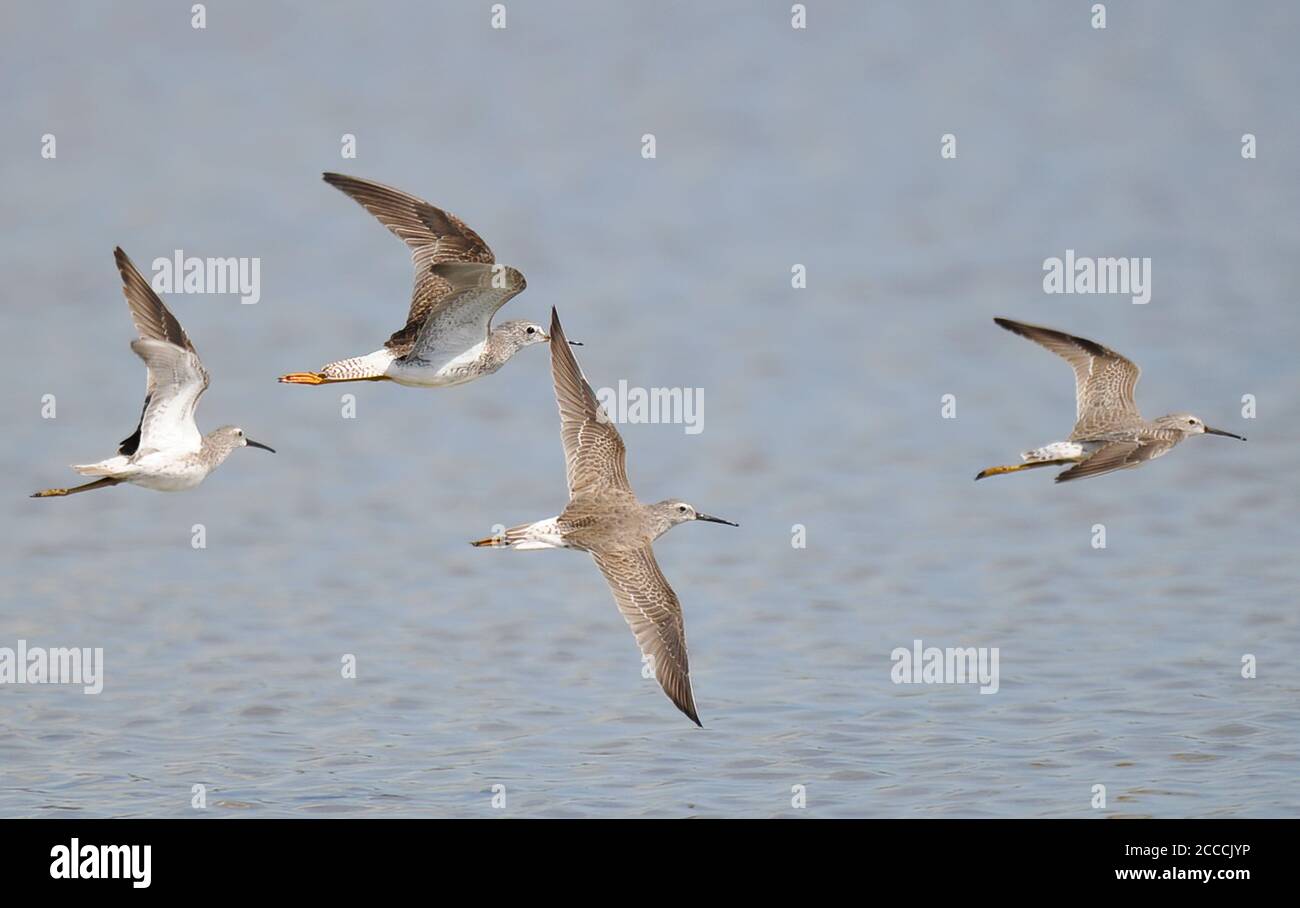 Flying flock of four adult non-breeding Stilt Sandpipers (Calidris ...
