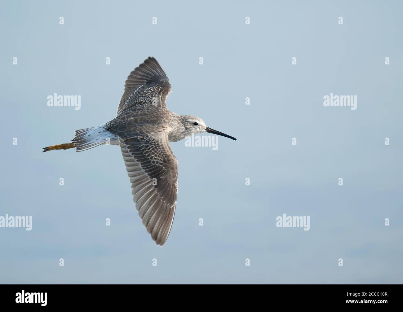 Non-breeding adult Stilt Sandpiper (Calidris himantopus) flying. Side ...