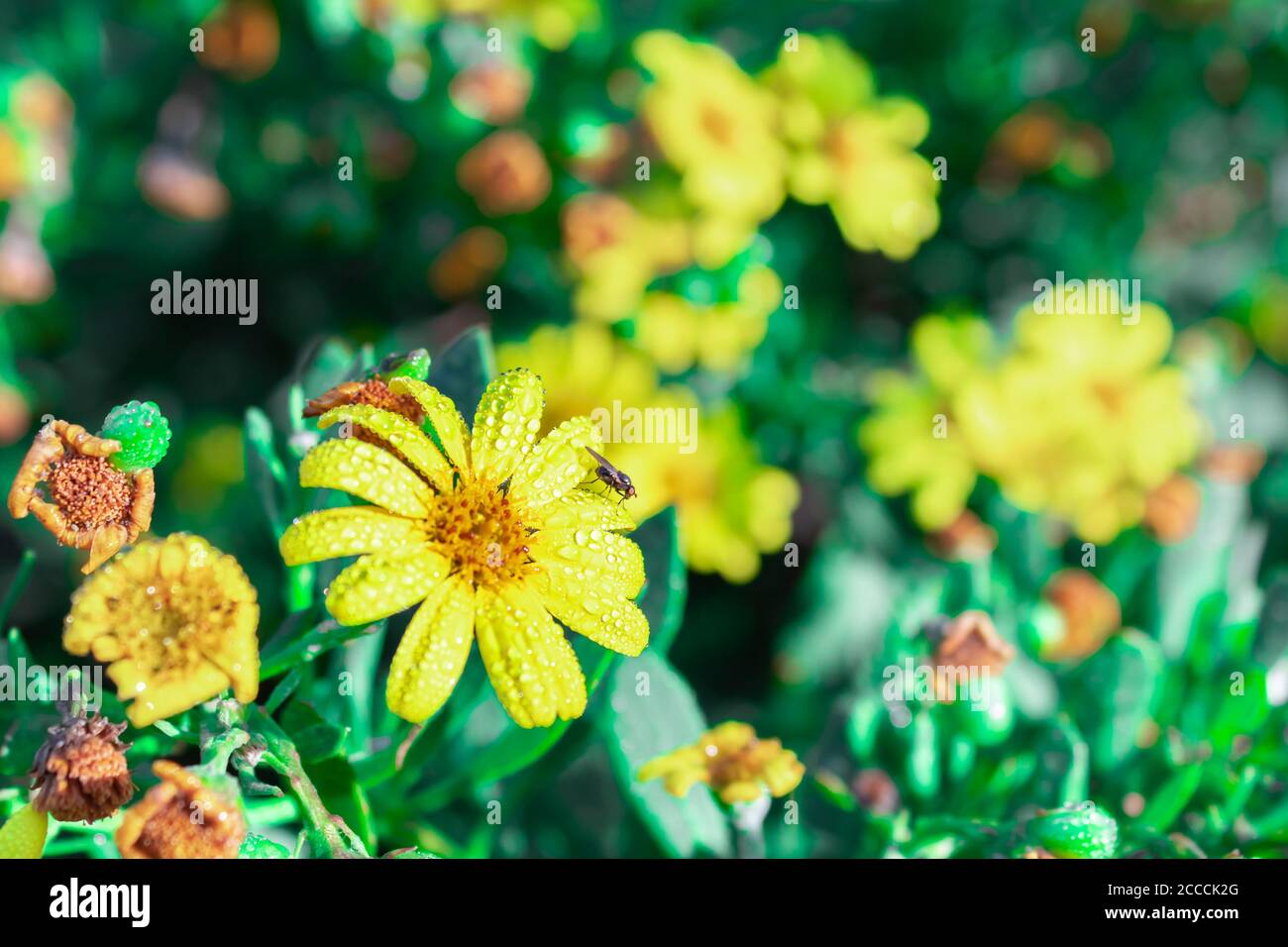 Yellow Garden Flower in bloom covered in rain drops, Cape Town, South ...