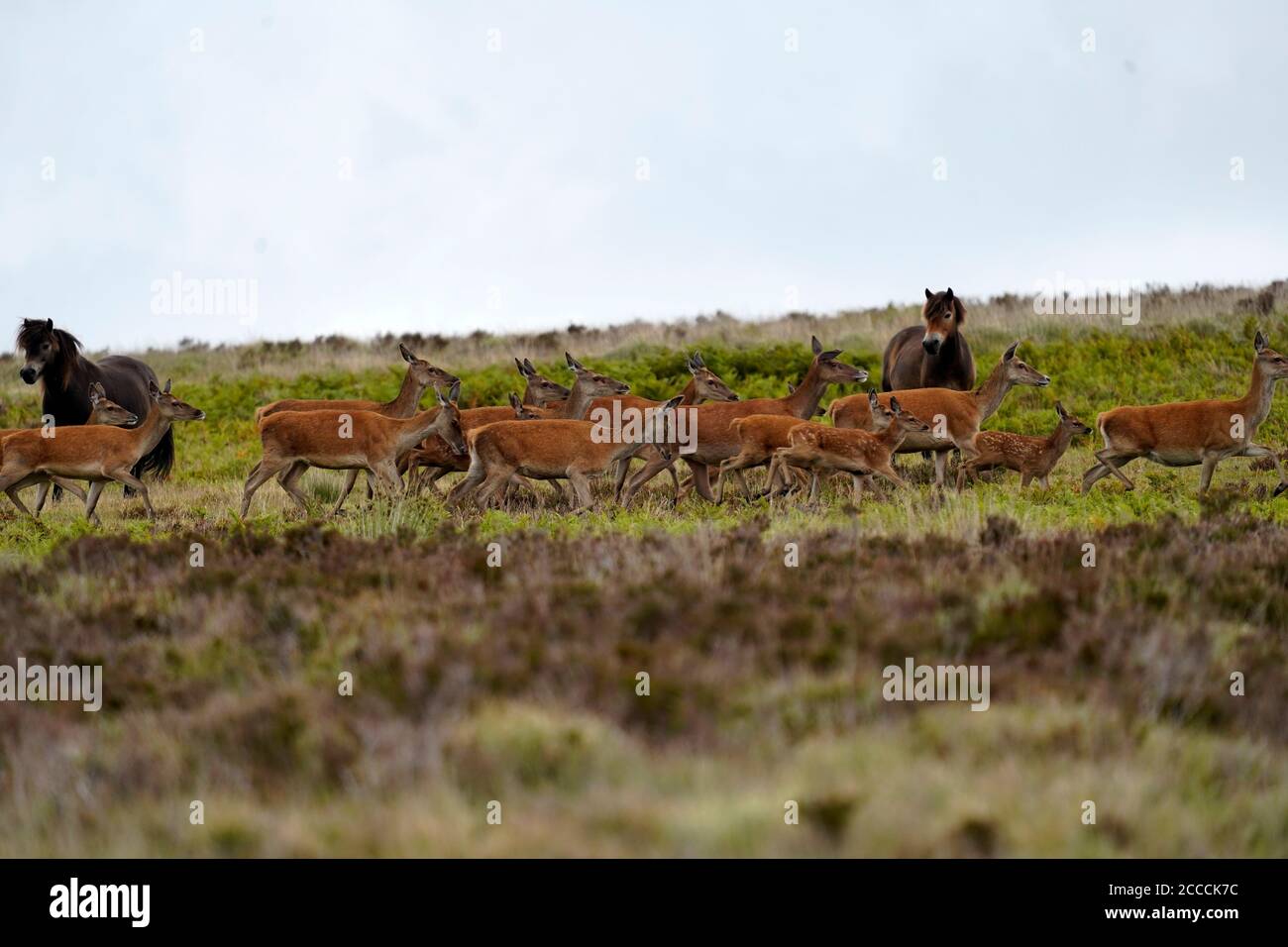 Riding ponies exmoor hi-res stock photography and images - Alamy