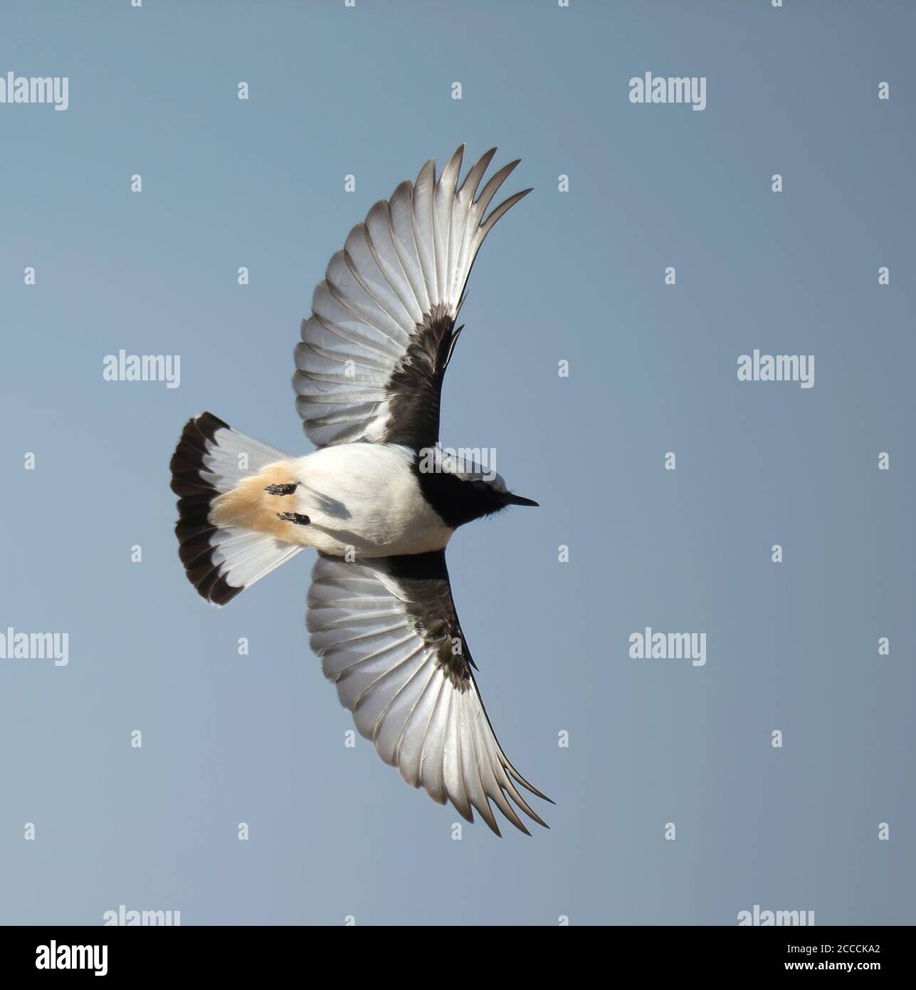 Eastern Mourning Wheatear (Oenanthe lugens) in flight. Bird seen from ...