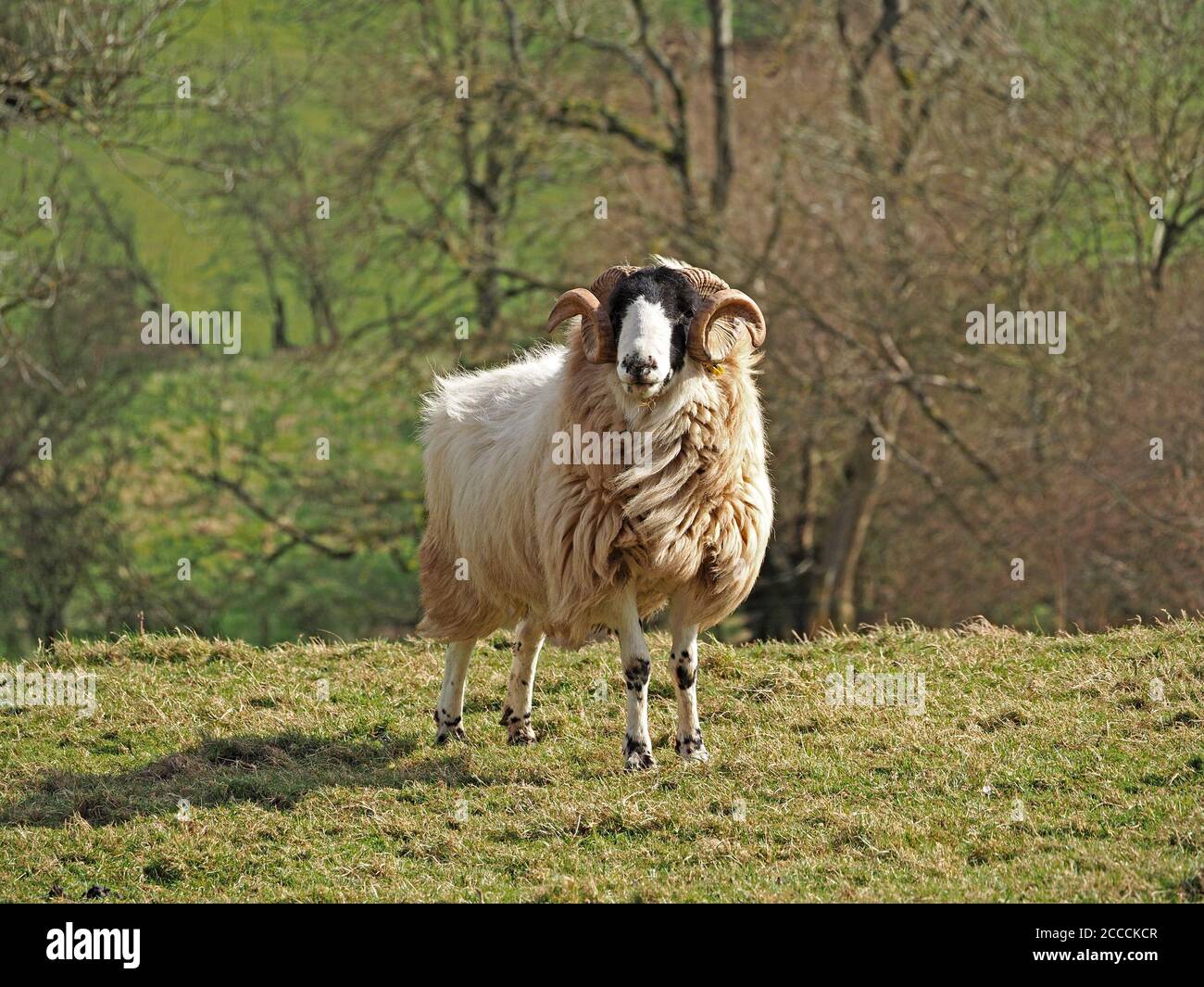 Ram tup male black-faced sheep with impressive curly horns in Spring ...