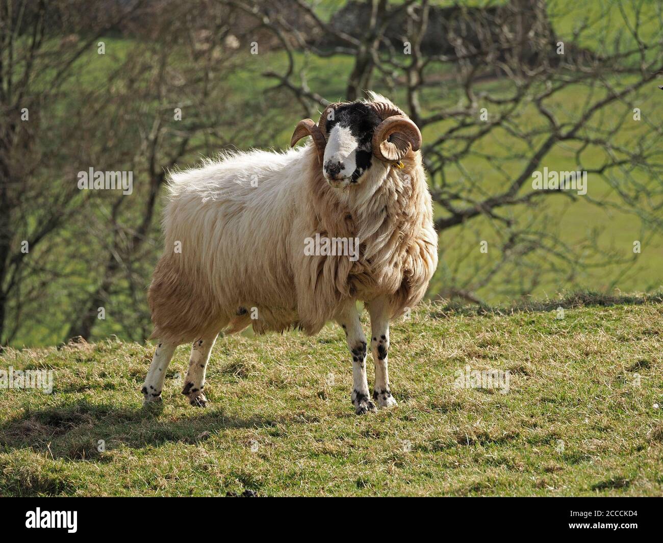 Ram tup male black-faced sheep with impressive curly horns in Spring ...