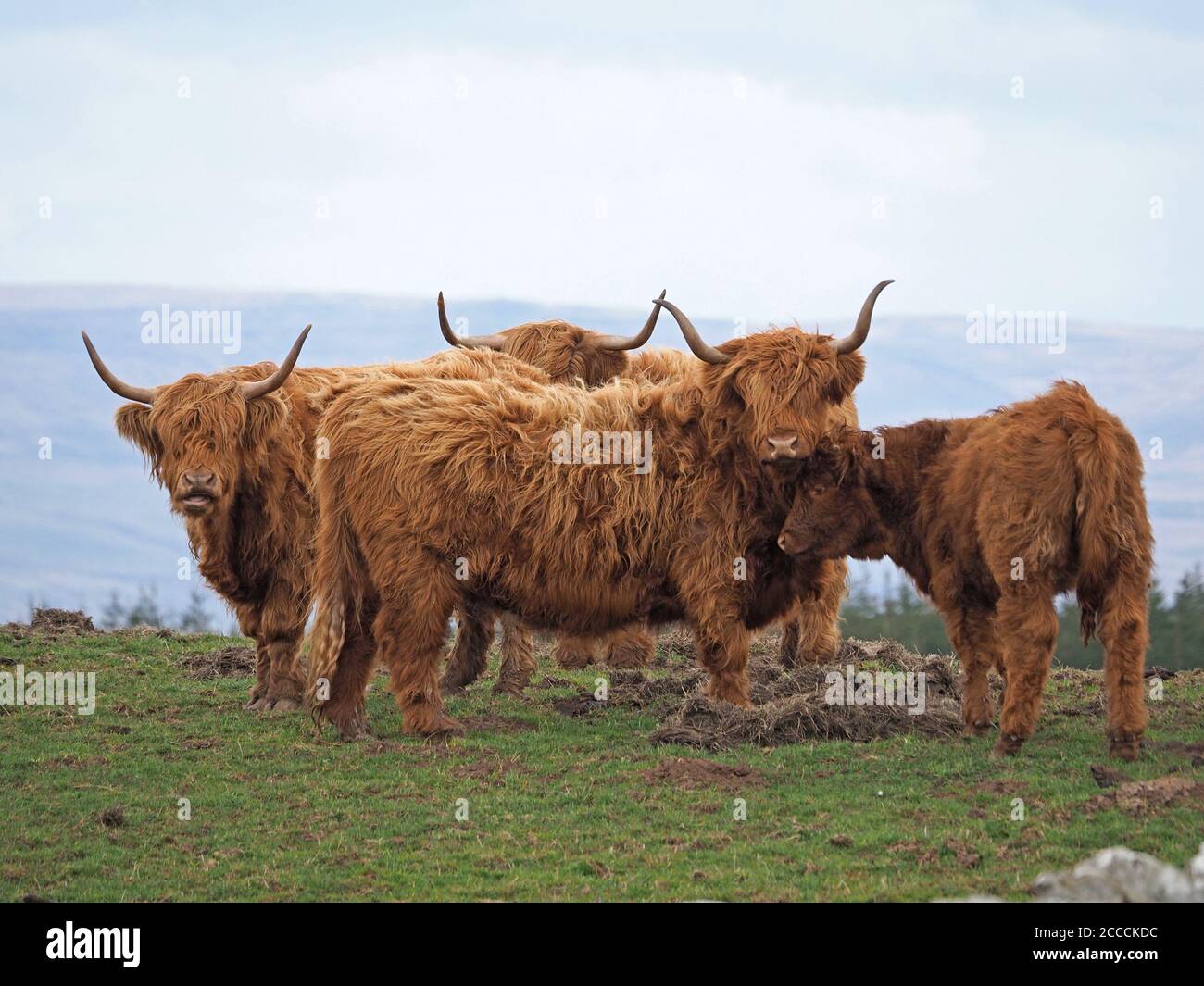 3 adult highland cows with characteristic long sharp horns & shaggy ...