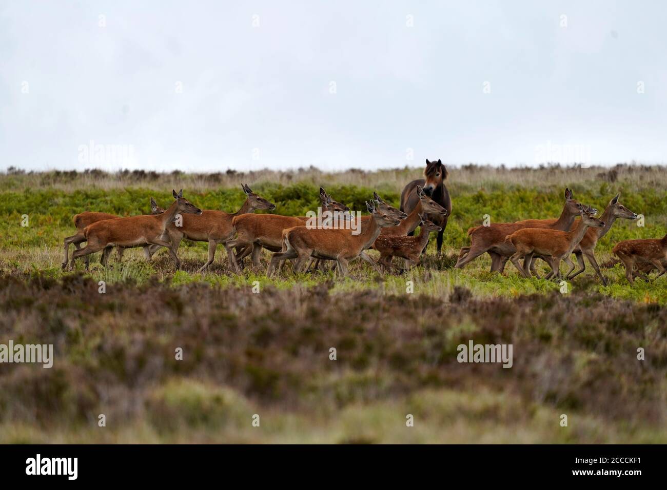 Riding ponies exmoor hi-res stock photography and images - Alamy