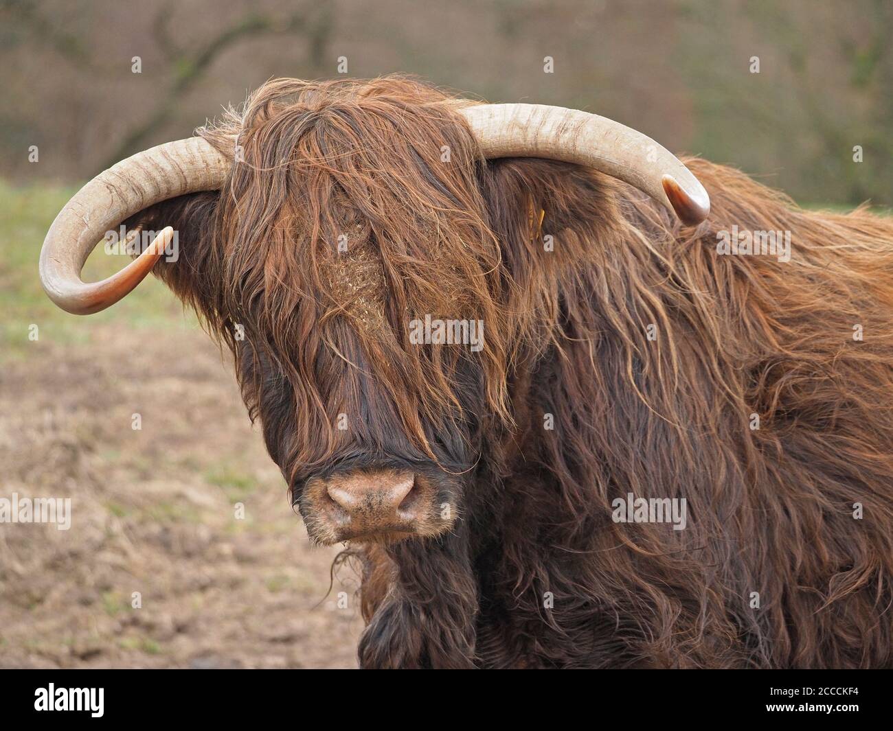 portrait of dark furred highland cow with crooked long sharp horns and ...