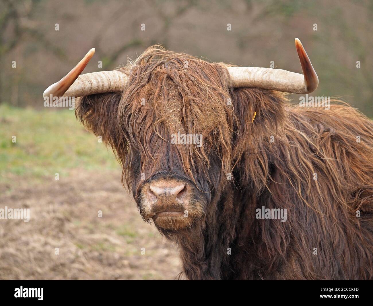 portrait of dark furred highland cow with crooked long sharp horns and ...