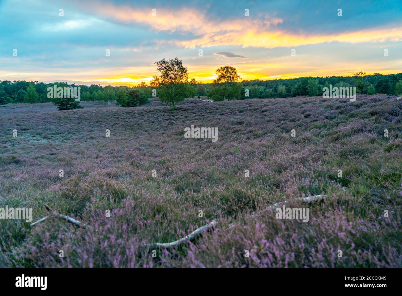 The Westruper Heath, in the Hohe Mark Westmünsterland Nature Park, near ...