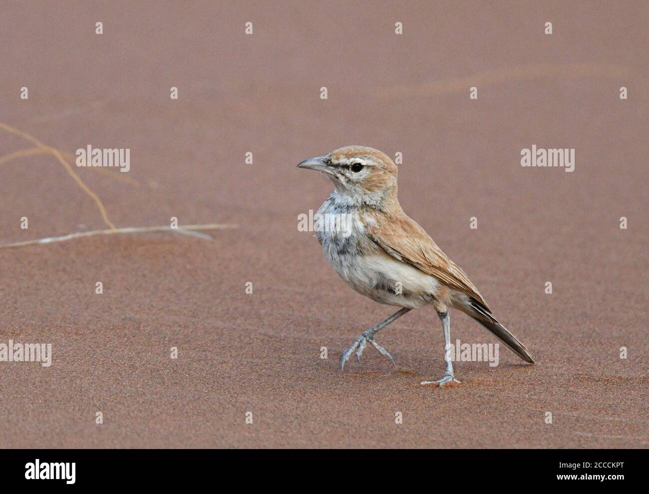 Dune Lark (Calendulauda erythrochlamys) at Sossusvlei in Namibia ...
