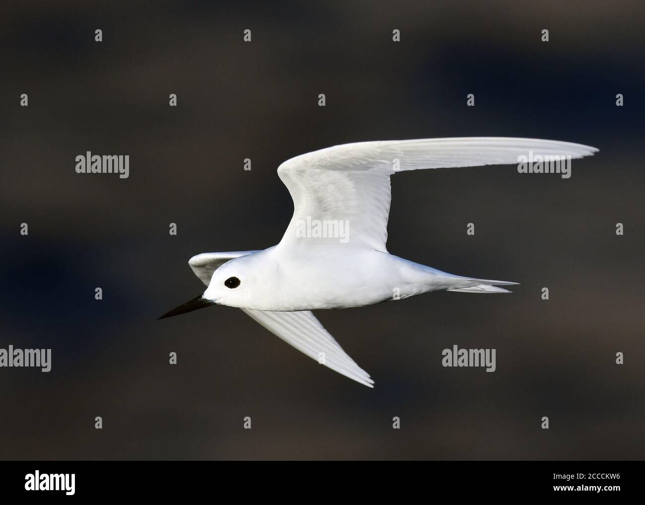 White Tern (Gygis alba) in flight in front of Boatswain Island off ...