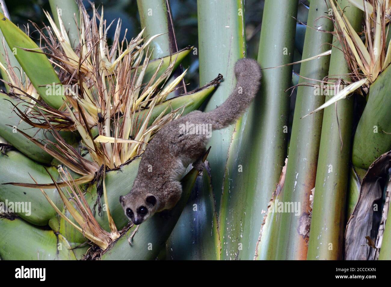 Furry-eared Dwarf Lemur (Cheirogaleus crossleyi) in Perinet, Madagascar ...