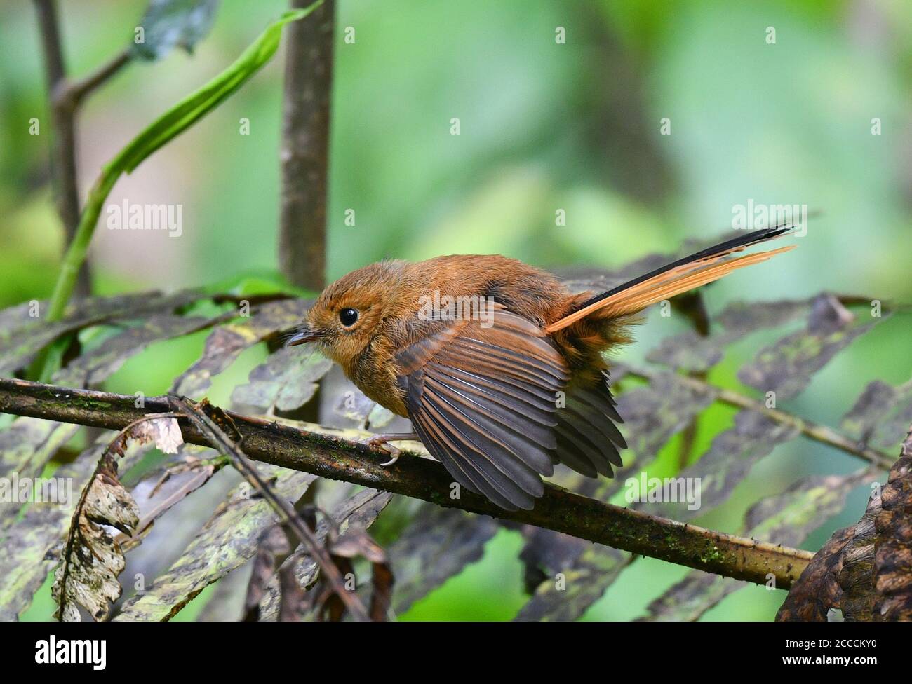 Female Black Fantail (Rhipidura atra)) perched on a stem of a plant in ...