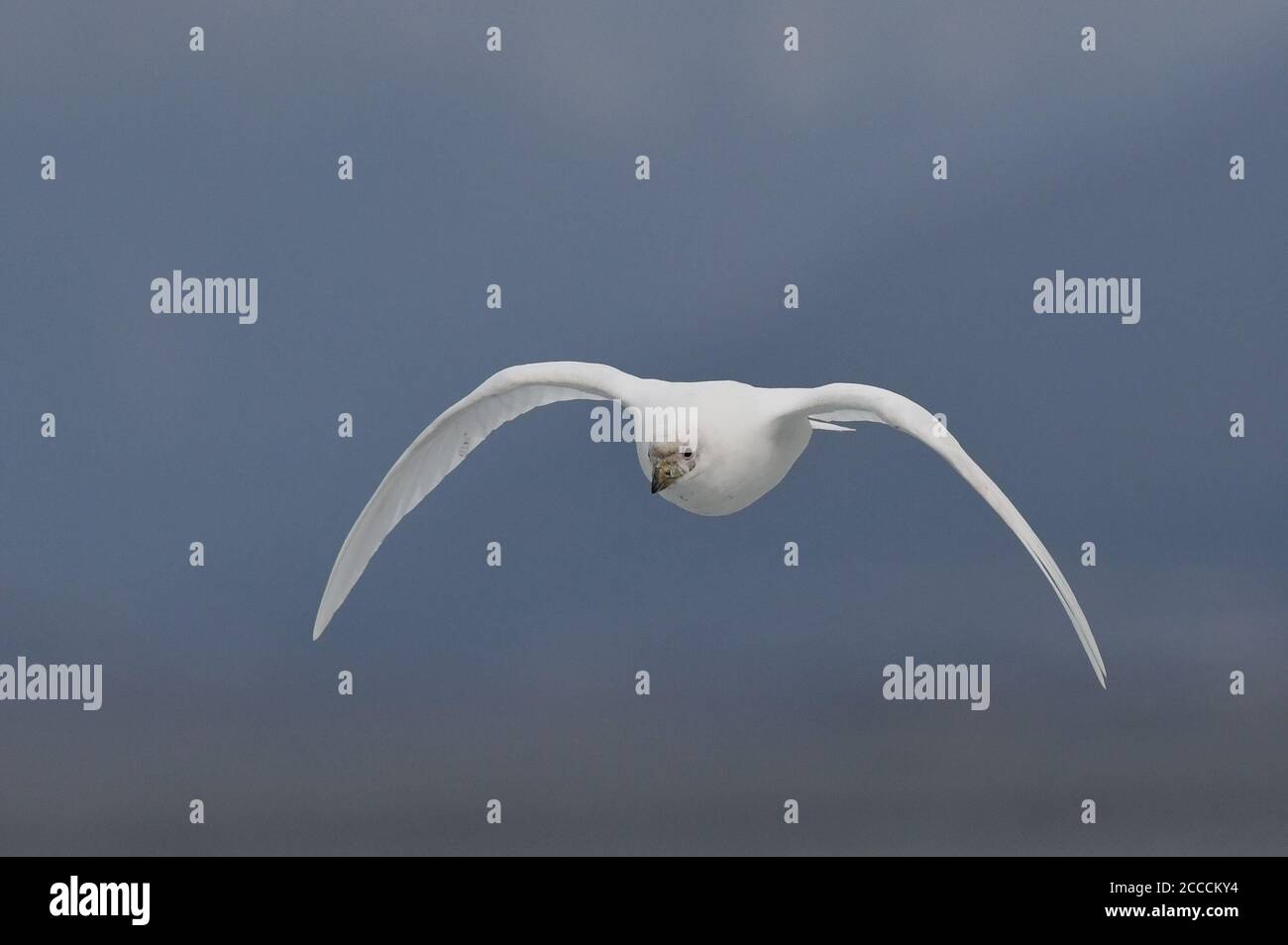 Snowy Sheathbill (Chionis albus), also known as Pale-faced Sheathbill ...